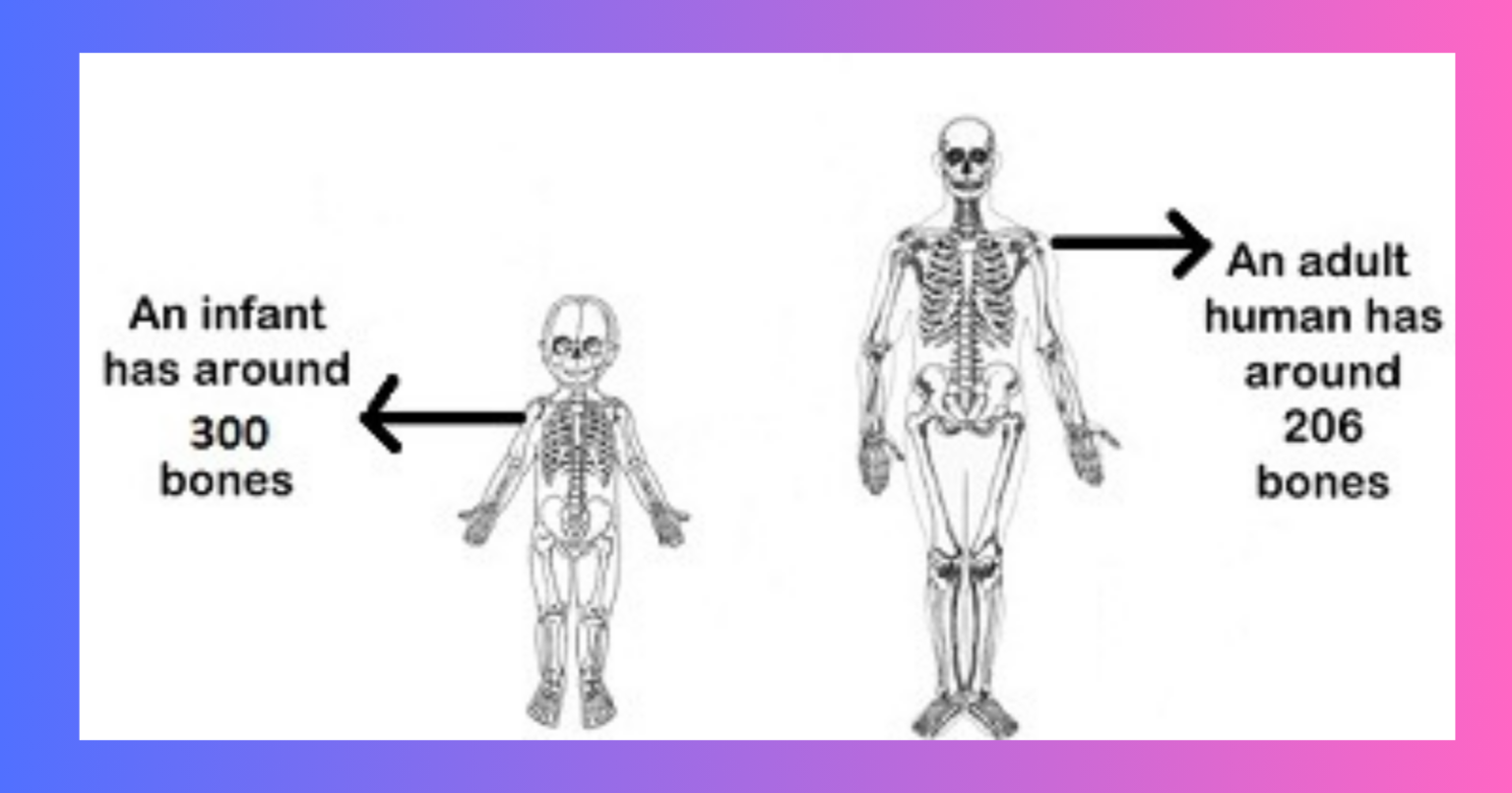 How Many Bones in a Child?